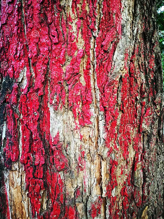 Texture Big Tree Bark Painted Red Surface for Background Stock Image ...