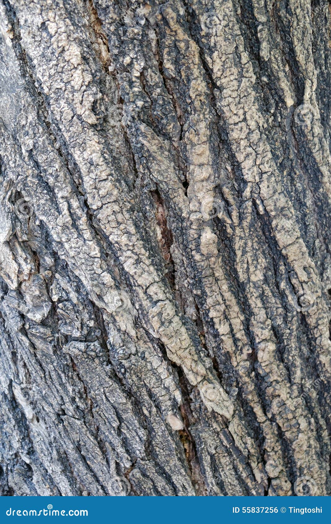 Texture of big tree body stock photo. Image of natural - 55837256