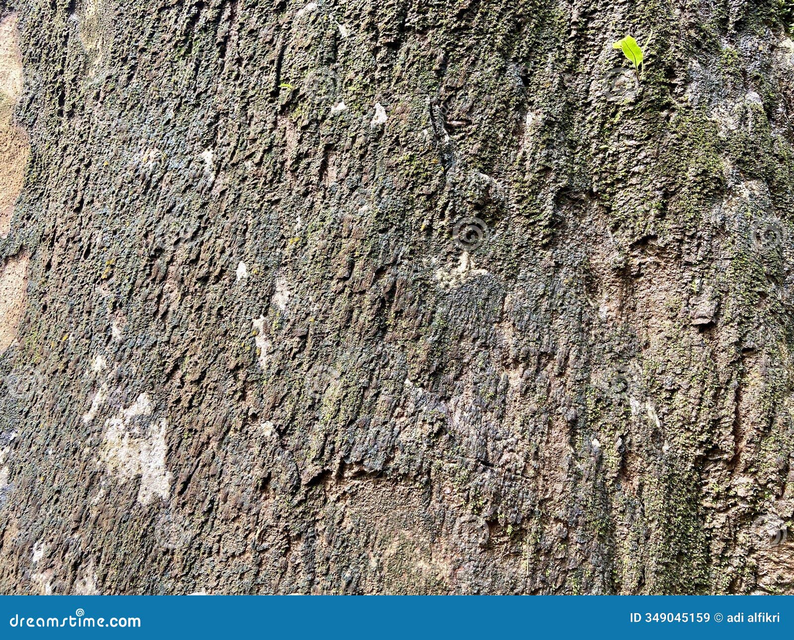 A Texture of a Big Tree in the Forest Stock Image - Image of abstract ...