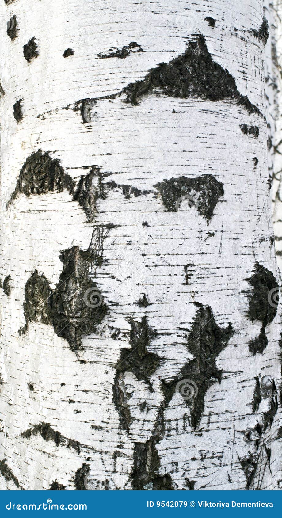 Texture of the birch stock image. Image of wood, texture - 9542079