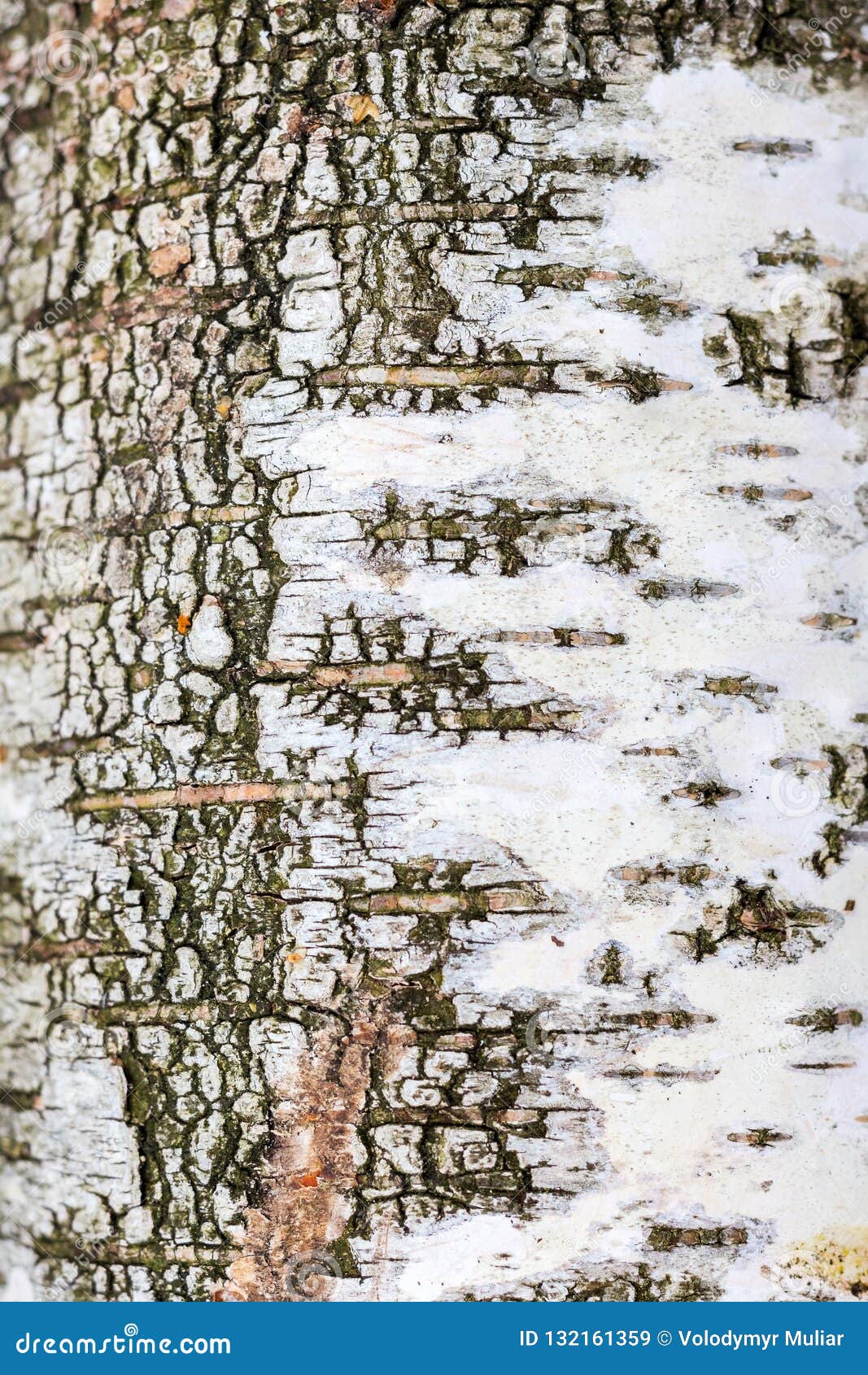 Texture of Birch Bark. Background for Design_ Stock Image - Image of ...