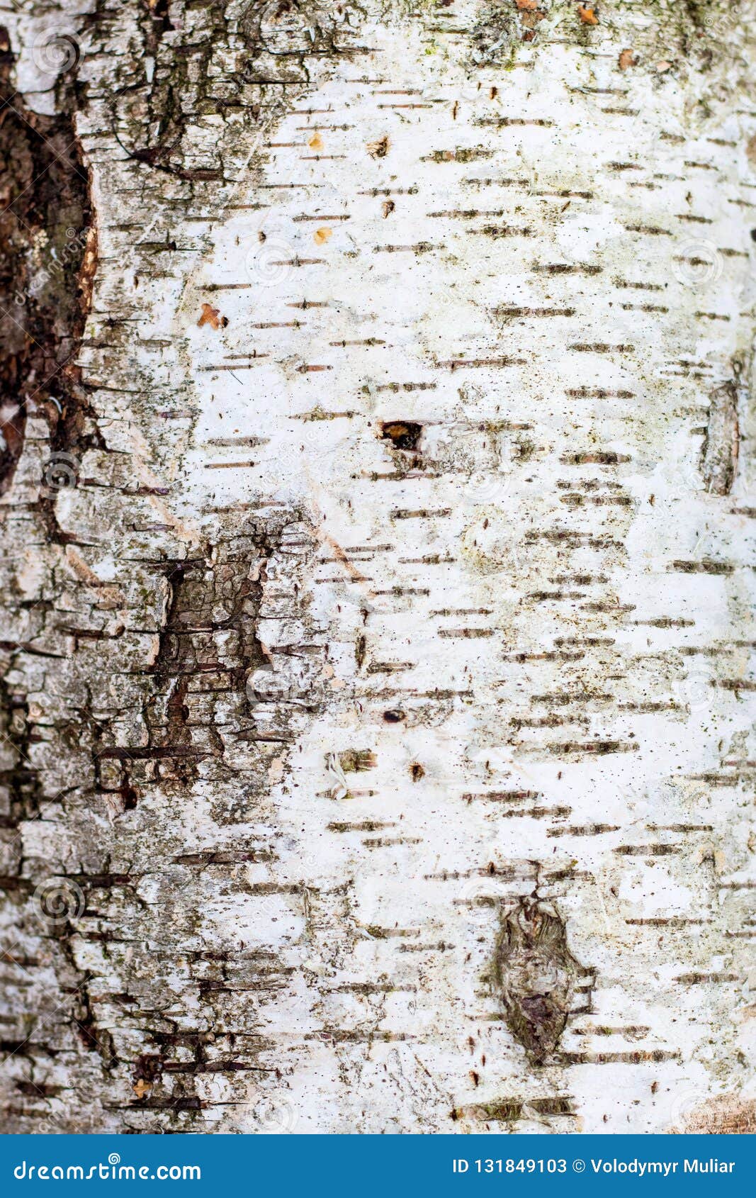 Texture of Birch Bark. Background for Design_ Stock Image - Image of ...