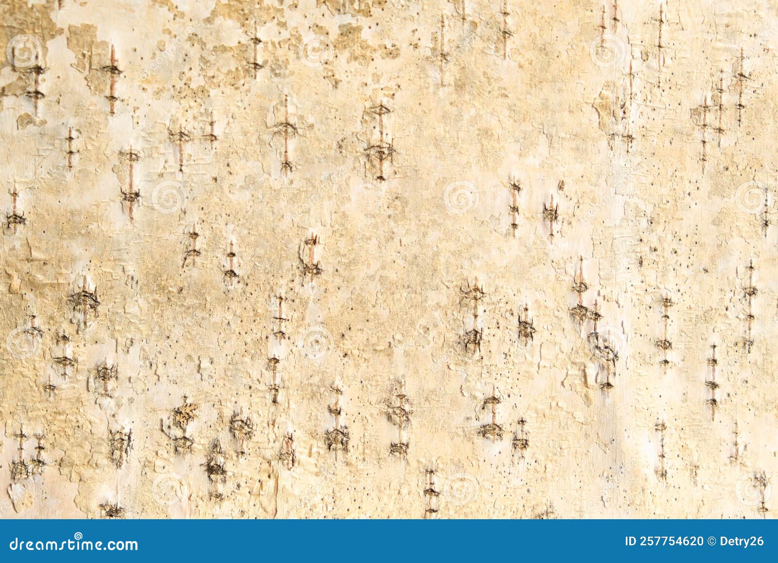 The Texture of Birch Bark. Background of Birch Bark. Red Birch Bark ...