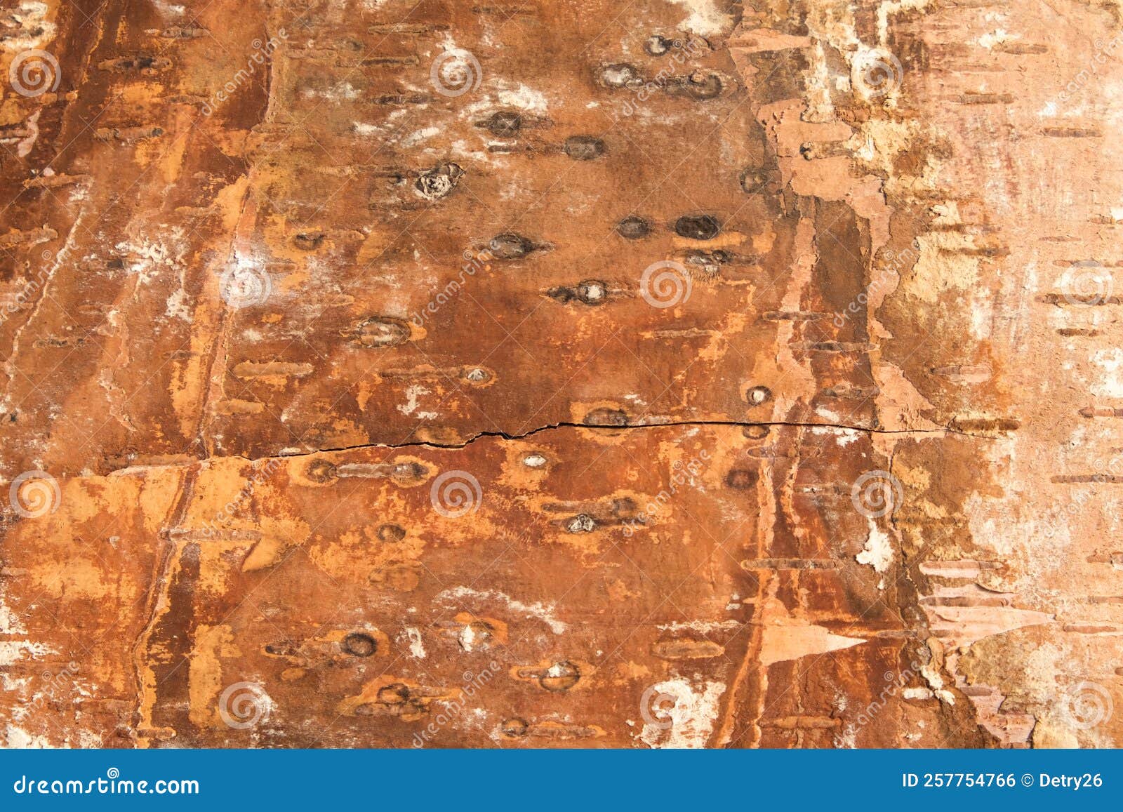 The Texture of Birch Bark. Background of Birch Bark. Red Birch Bark ...