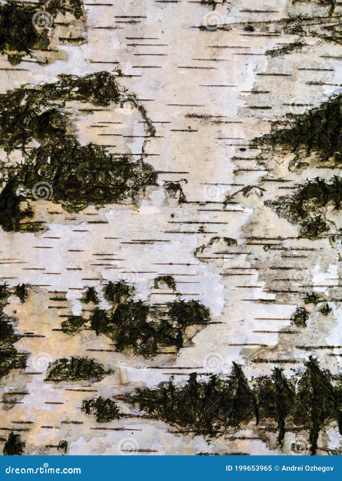 Texture of Birch Bark, Background Stock Image - Image of macro, birch ...