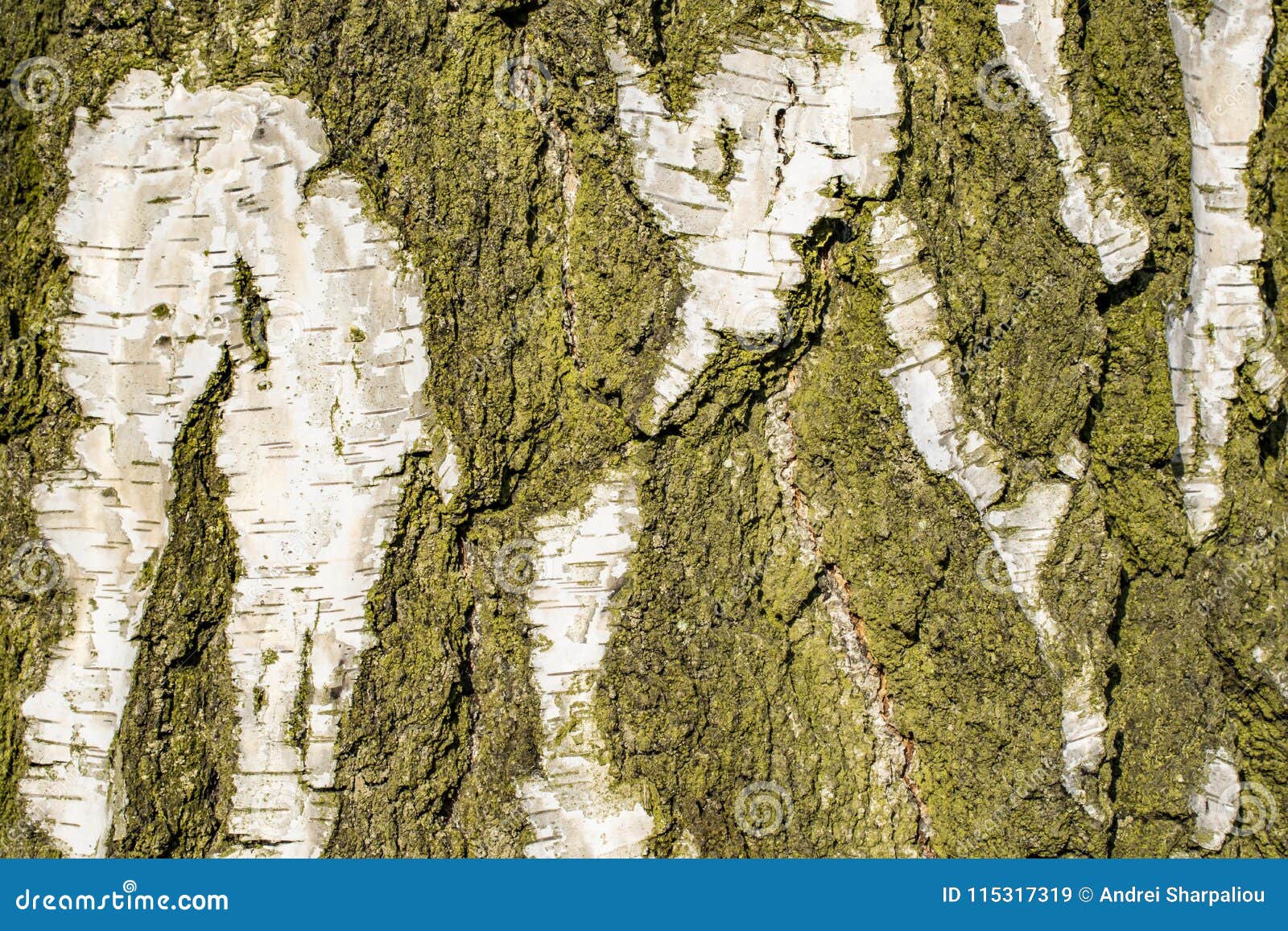 Birch bark texture stock image. Image of cortex, detail - 115317319