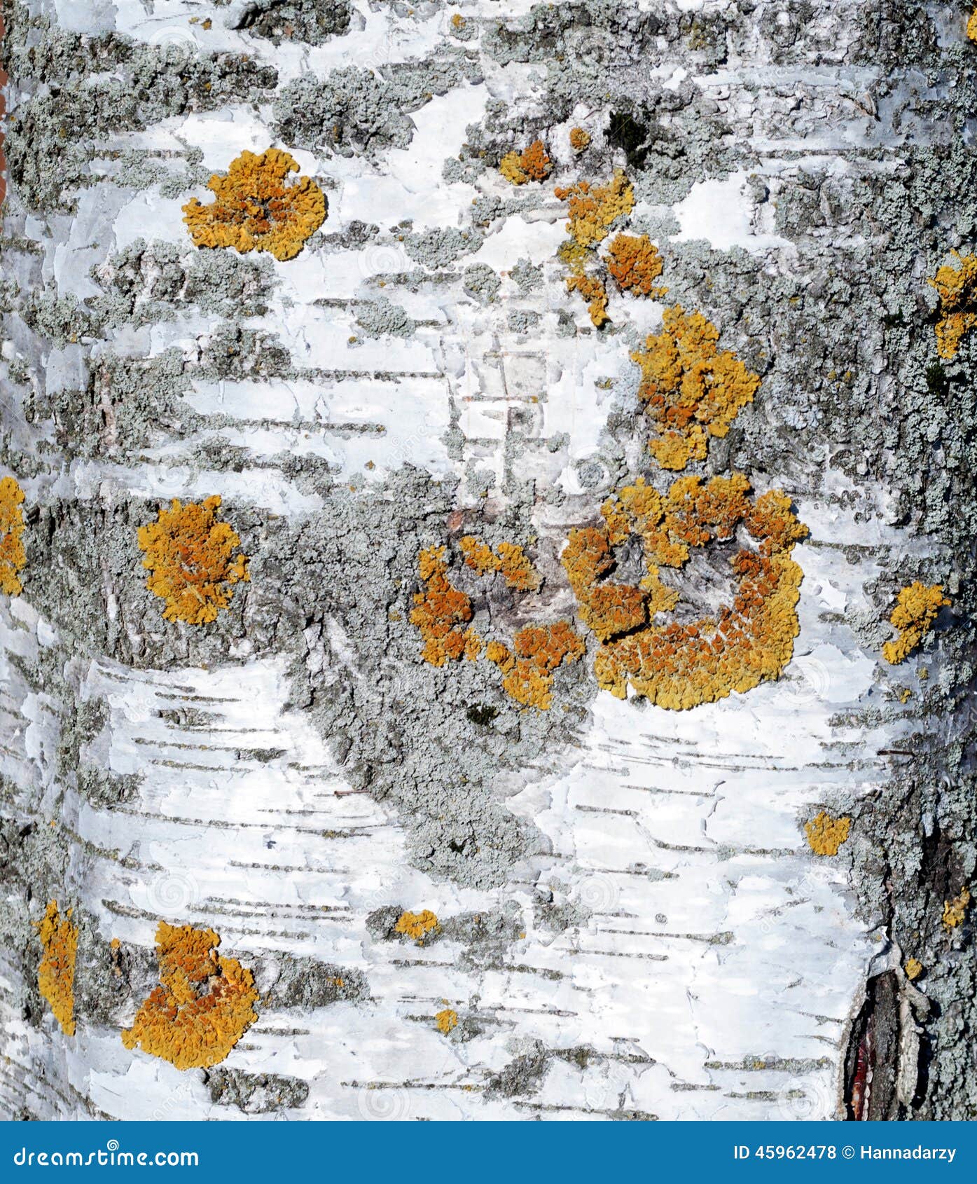 Texture of Birch Bark Covered with Moss Stock Photo - Image of ...