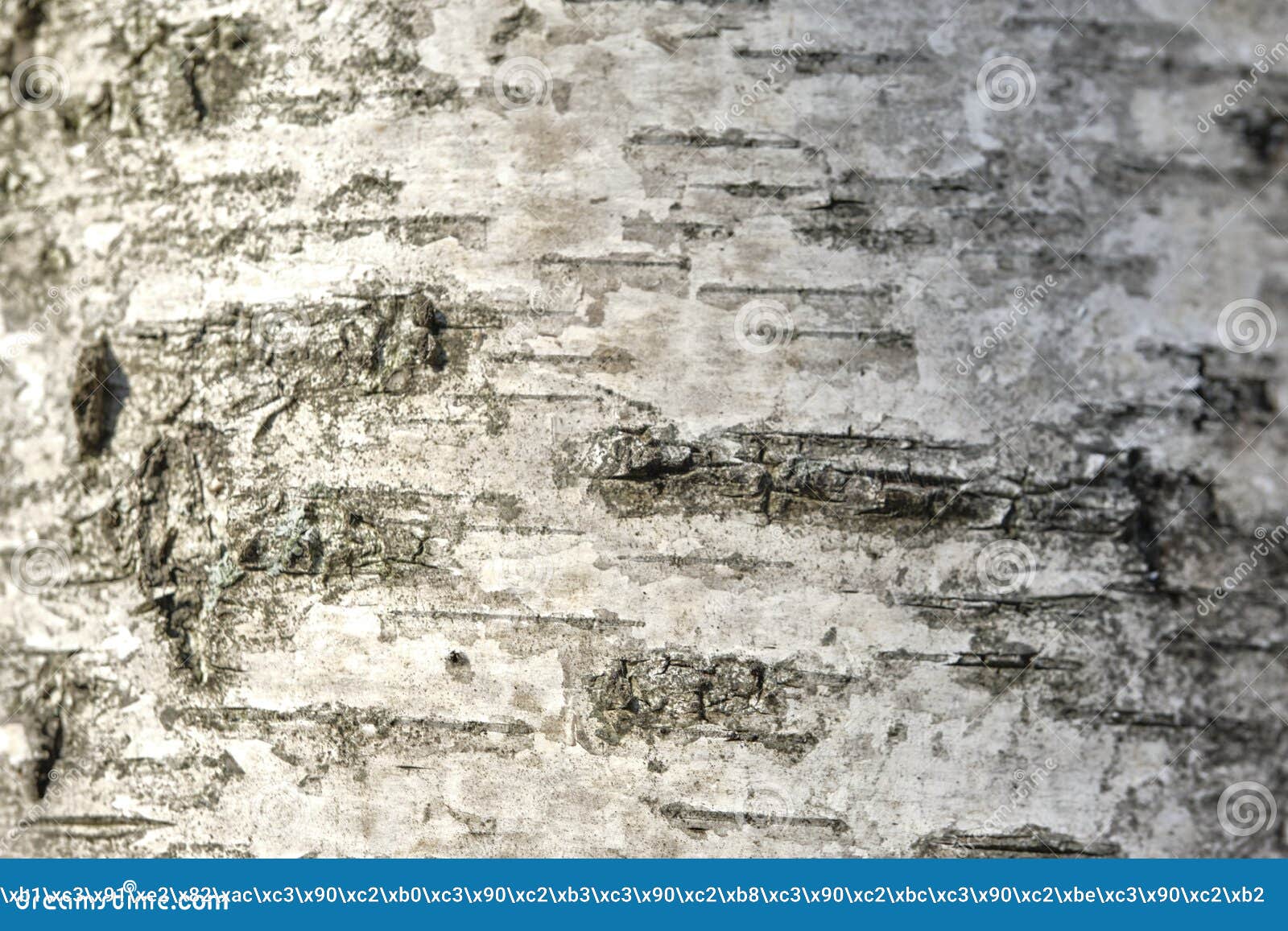 Texture of Birch Bark Macro Stock Photo - Image of nature, peeling ...