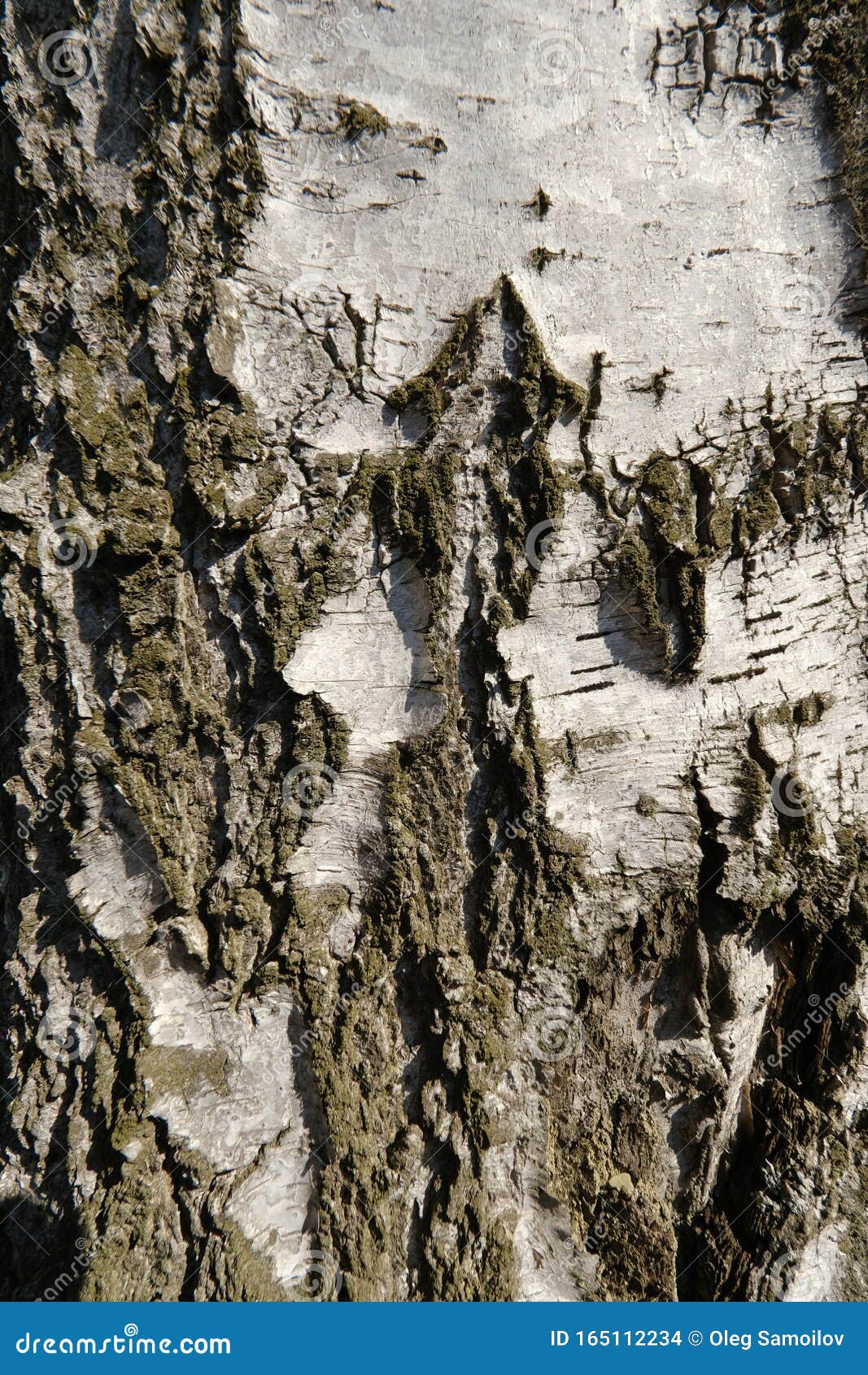 Texture of Birch Bark, Natural Background. Stock Photo - Image of ...