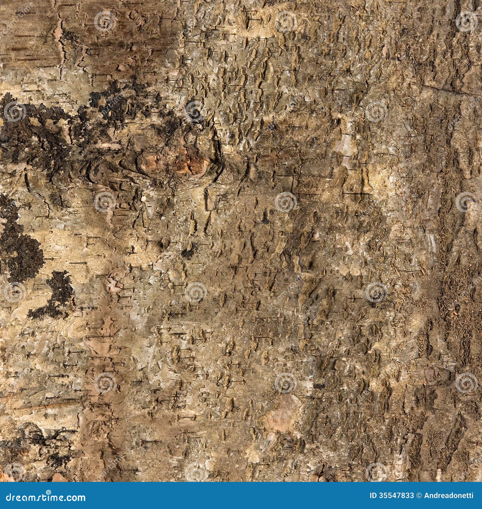 Texture of birch bark stock image. Image of orange, macro - 35547833
