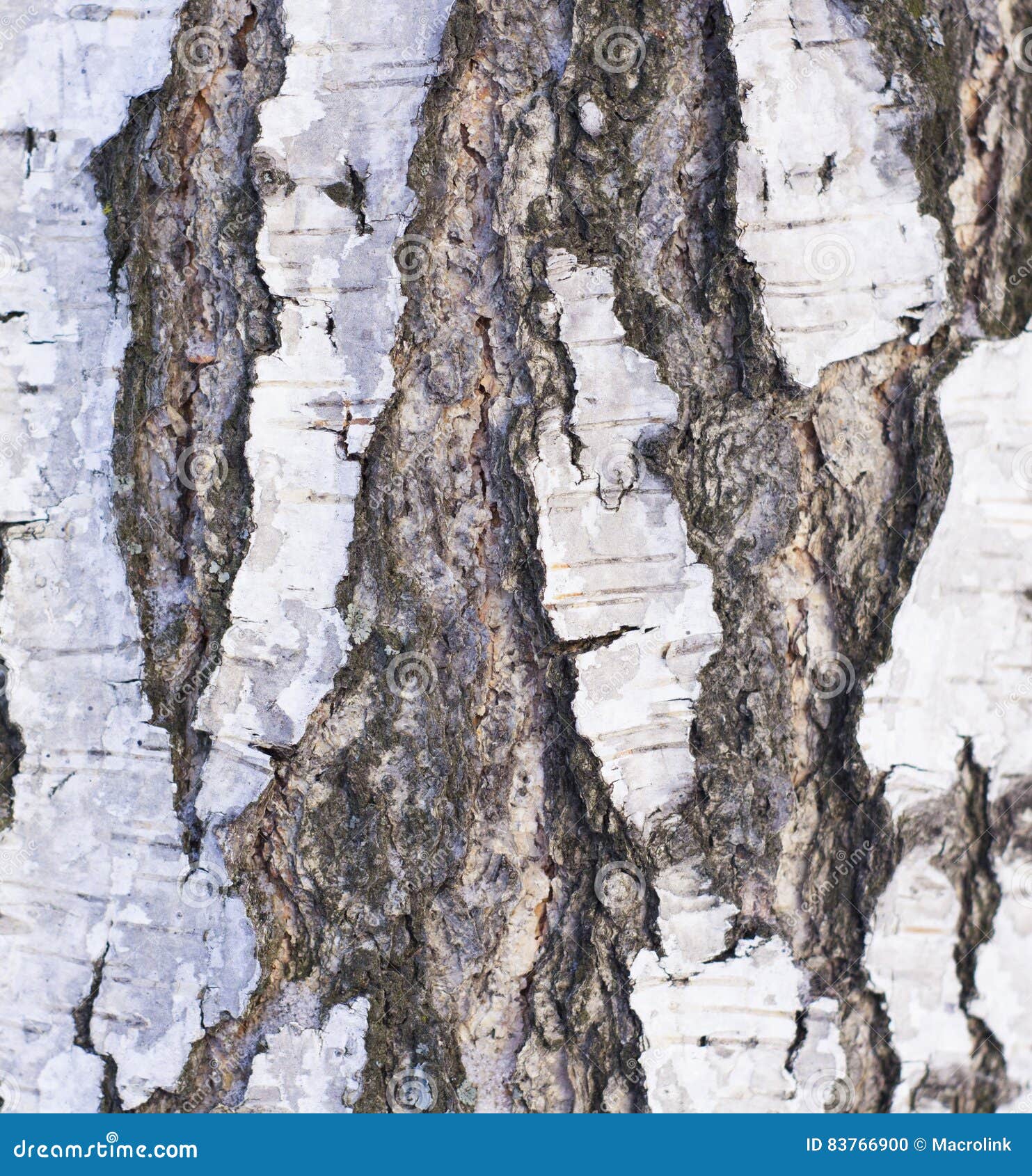 Texture of Birch Bark stock photo. Image of rustic, closeup - 83766900