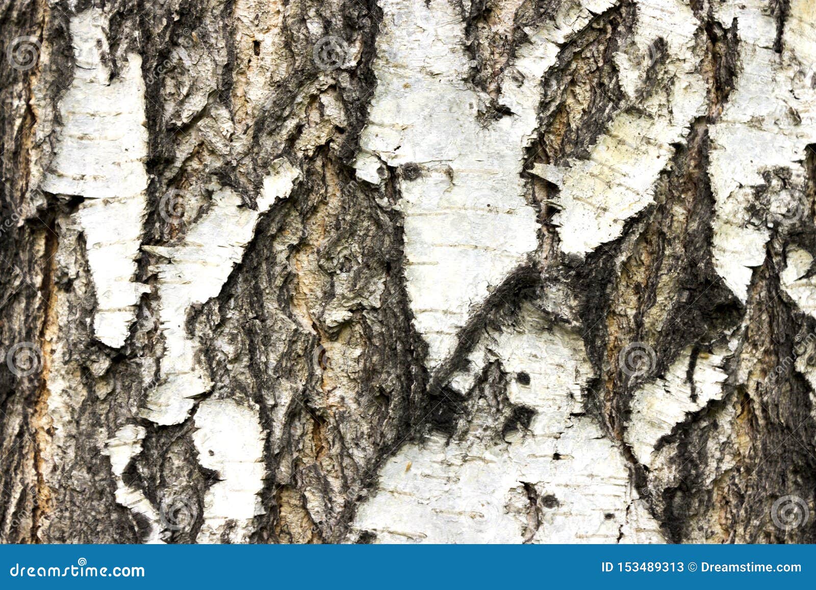 The texture of the birch stock image. Image of beautiful - 153489313