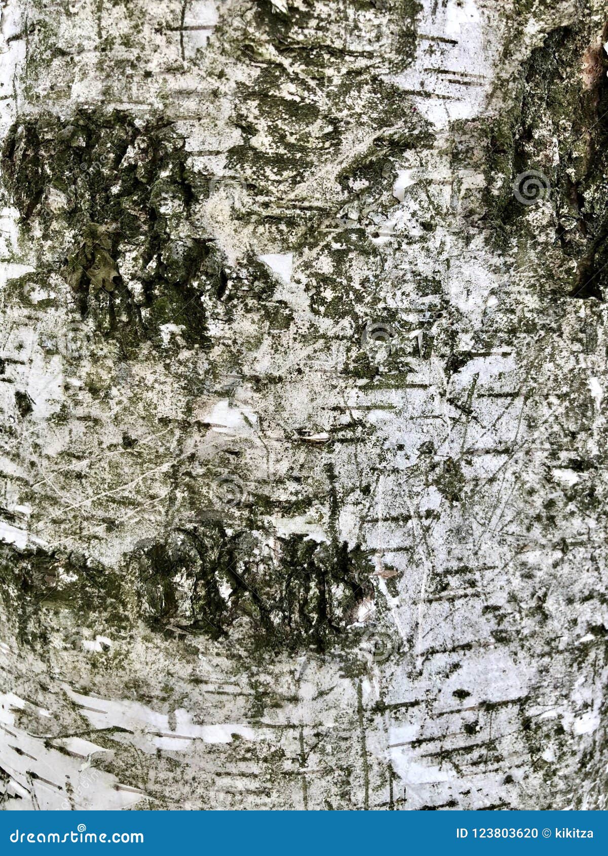 Birch tree stock photo. Image of outdoor, wallpaper - 123803620