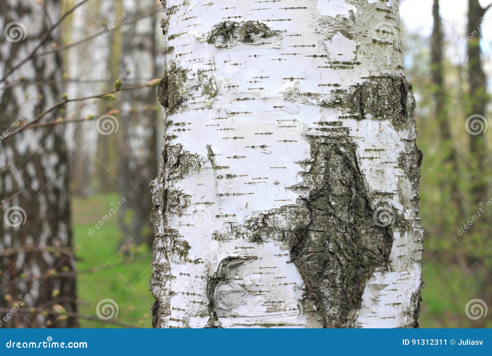 The Texture of the Birch Tree Trunk Bark in Birch Grove Closeup Stock ...