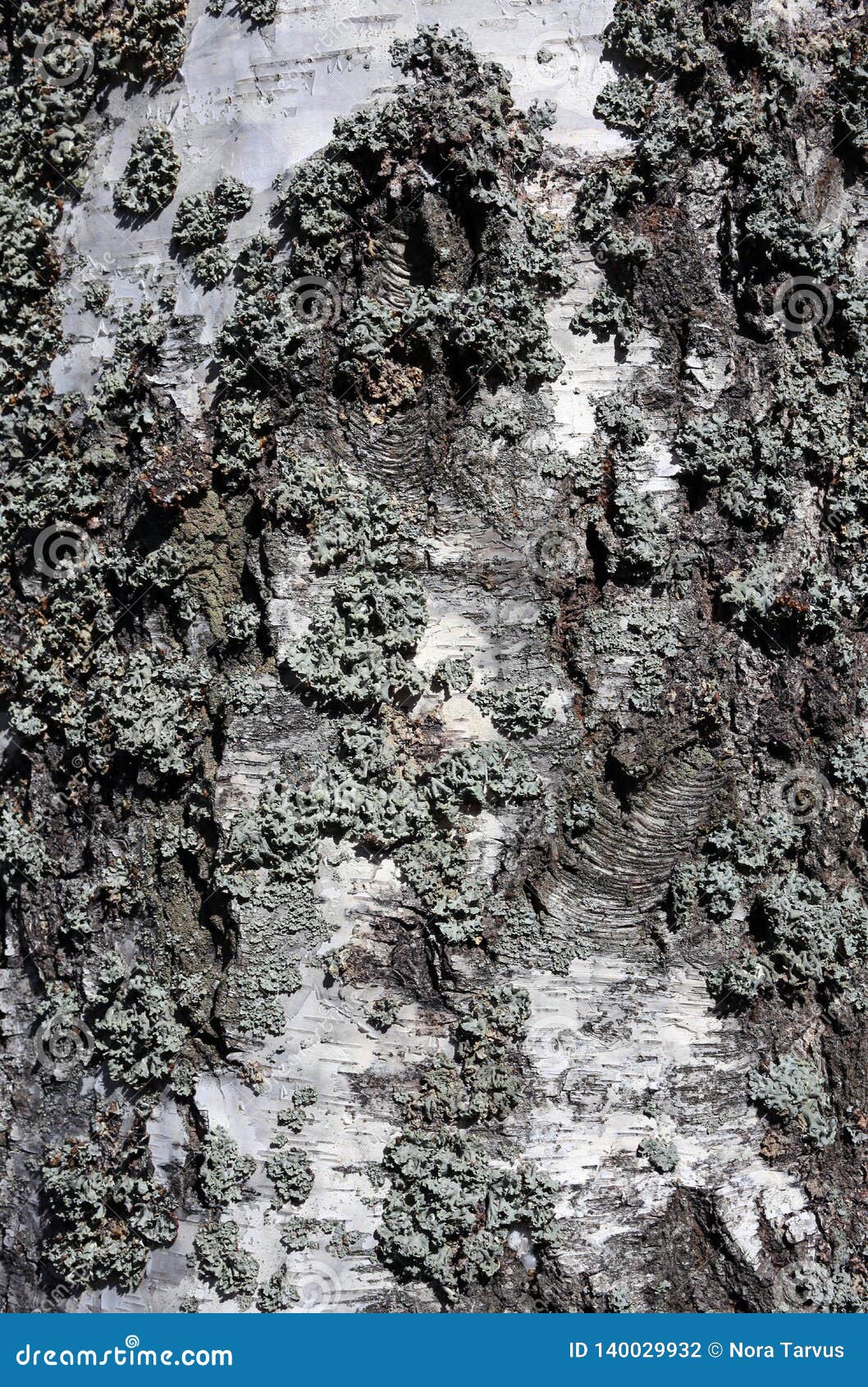 Texture of Birch Tree Trunk with Some Lichen on it Stock Photo - Image ...