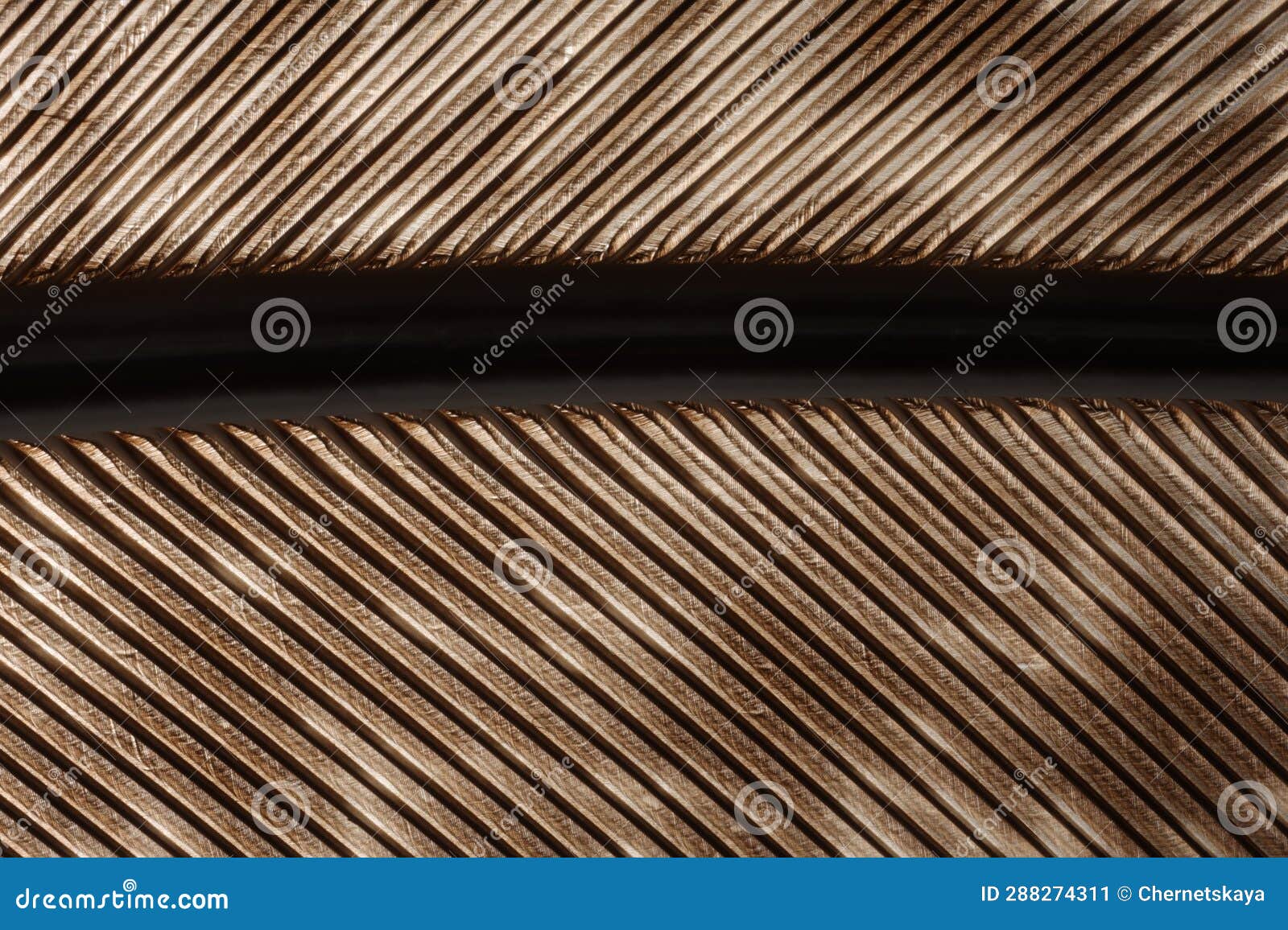 Texture of Bird Feather As Background, Macro View Stock Image - Image ...