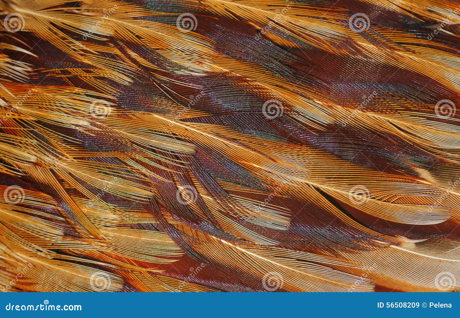 Texture of bird feathers stock image. Image of element - 56508209