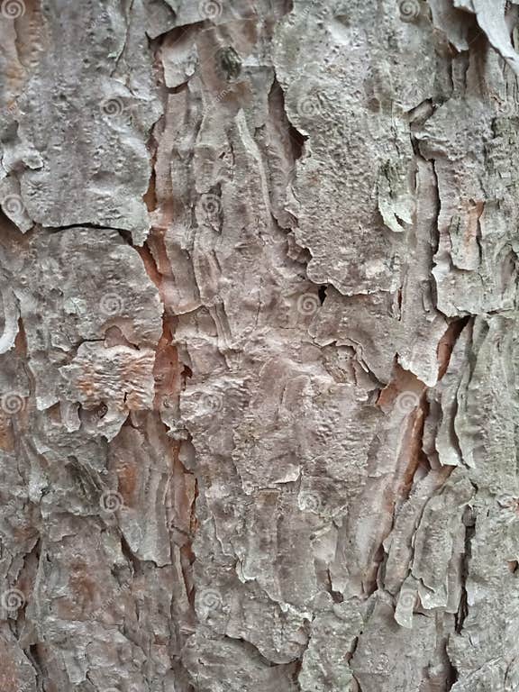 Texture of a Bizarre Pattern of Pine Bark Stock Photo - Image of ...