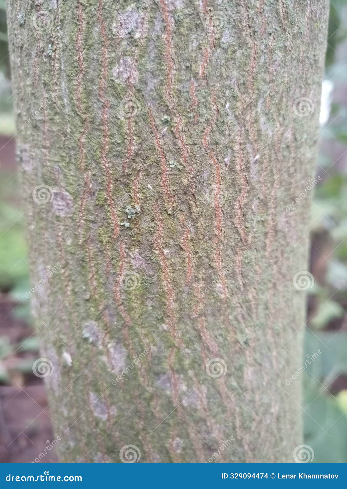 The Texture and Bizarre Pattern of Tree Bark in a Dense Forest is ...