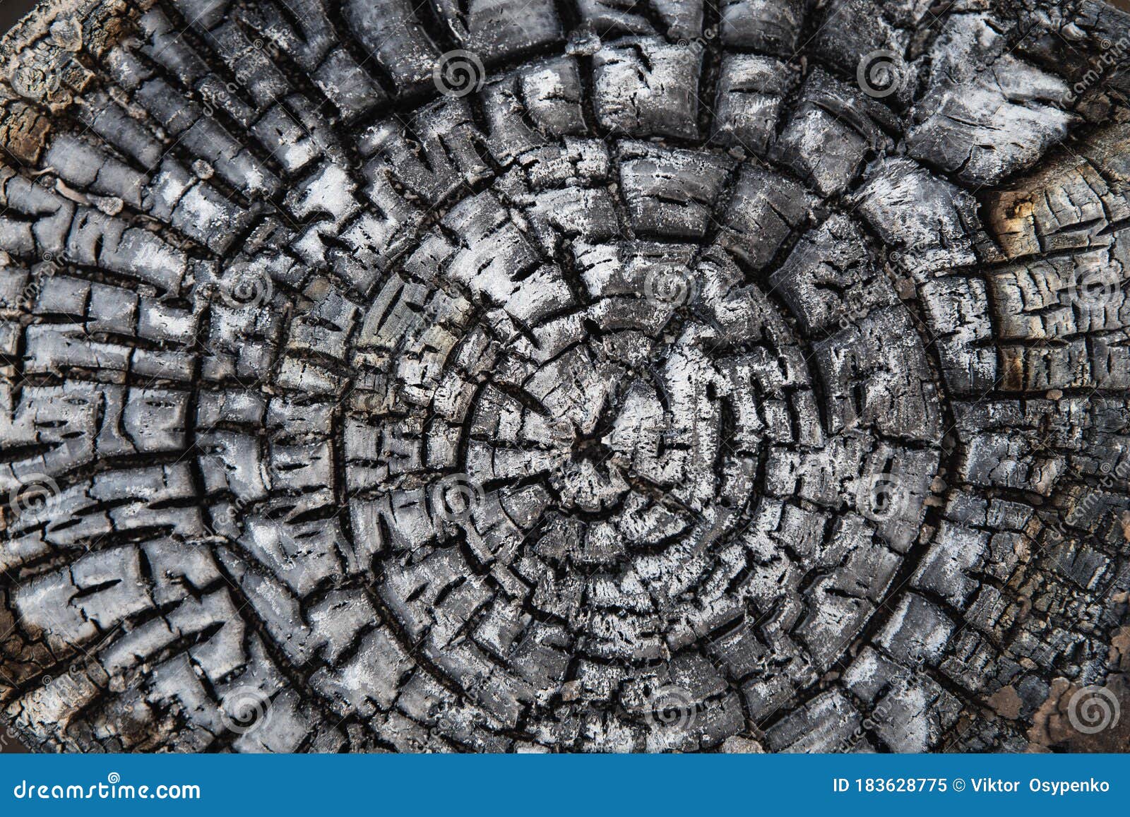 Texture of Black Burnt Log Close-up on Which it is Seen Texture Stock ...
