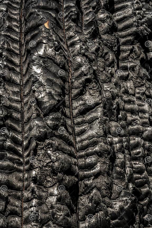 Texture of Black Charred Log Stock Photo - Image of forest, edge: 262928738