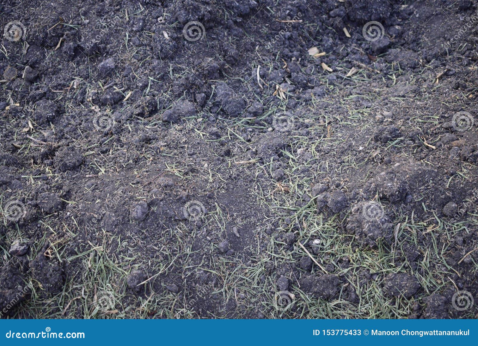Black Soil Texture, Fertile Soil with Bits and Pieces of Leaves Stock ...
