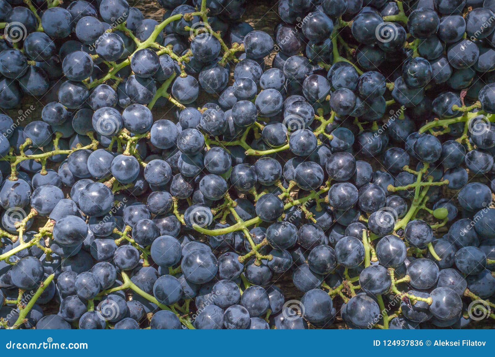 Texture of black grapes stock photo. Image of branch - 124937836
