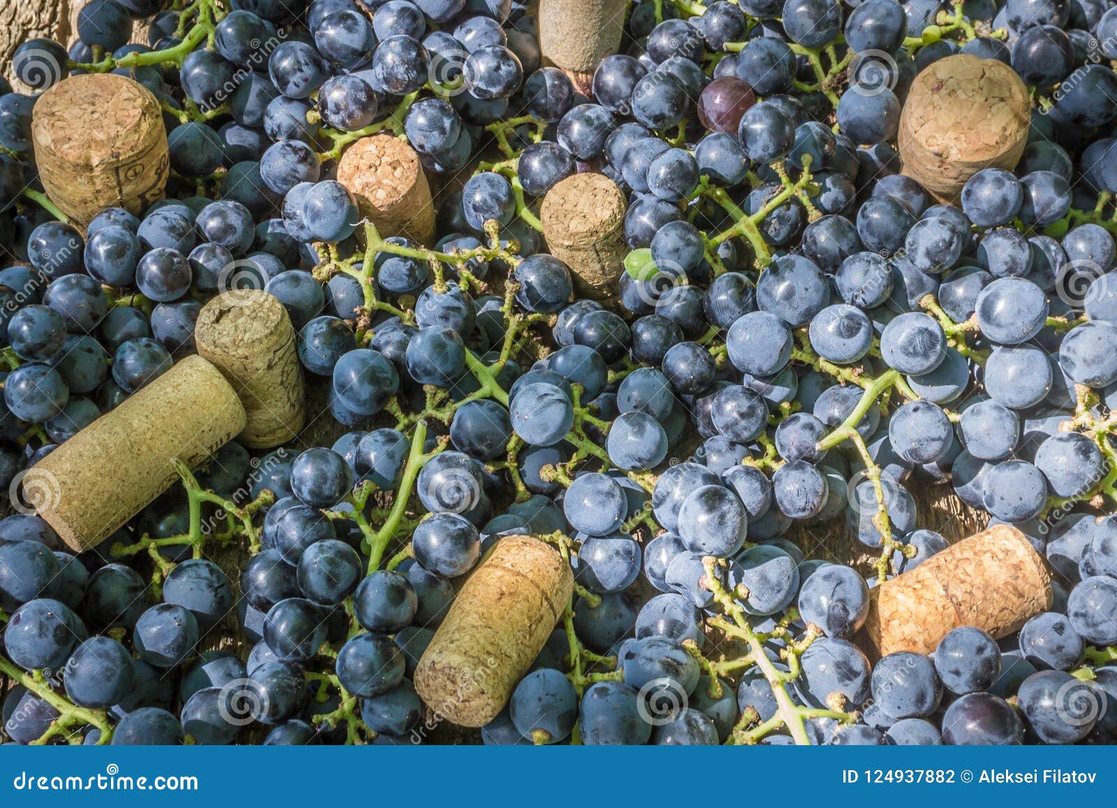Texture of black grapes stock photo. Image of season - 124937882