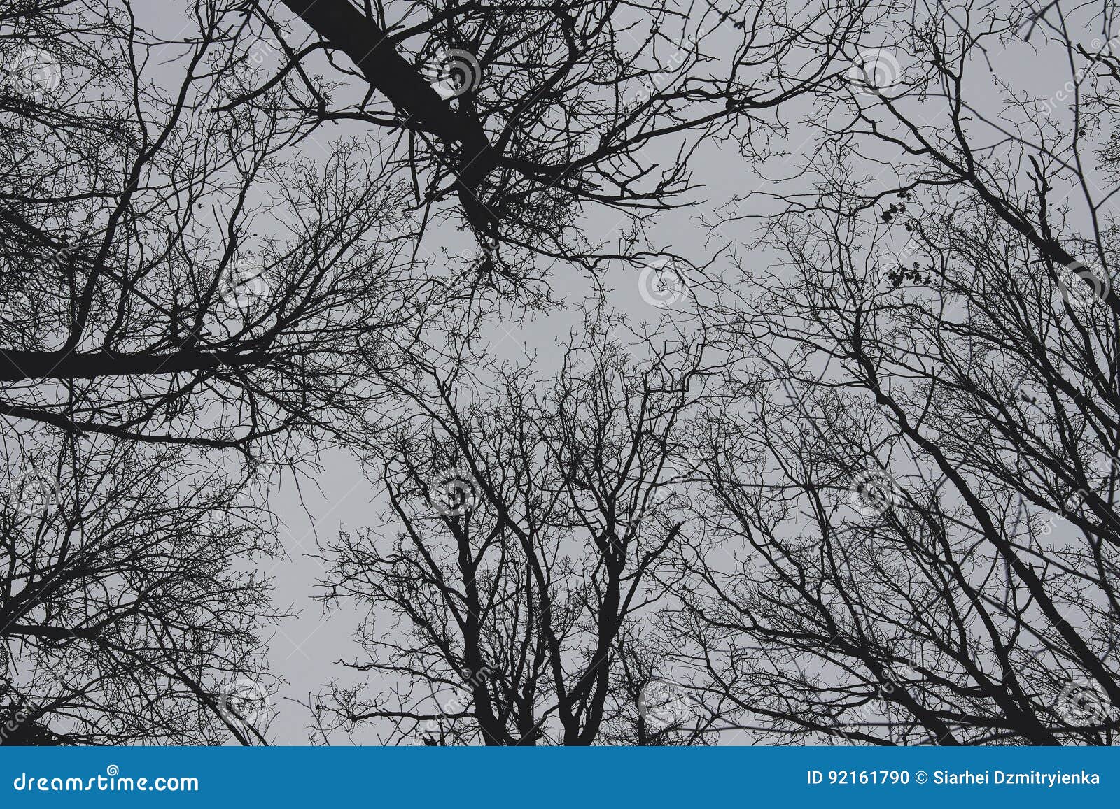 Texture of Black Tree Branches in the Gray Sky for Background. Stock ...