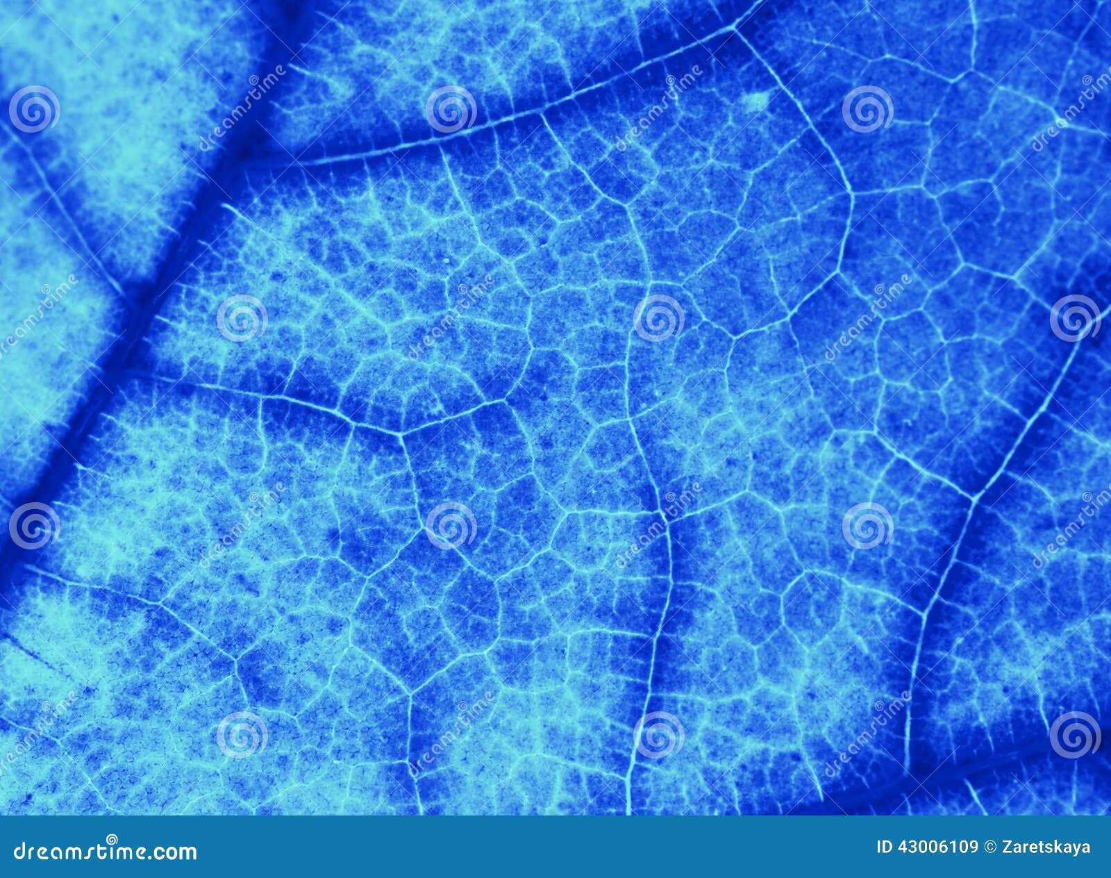 Texture of blue leaf stock image. Image of close, botany - 43006109