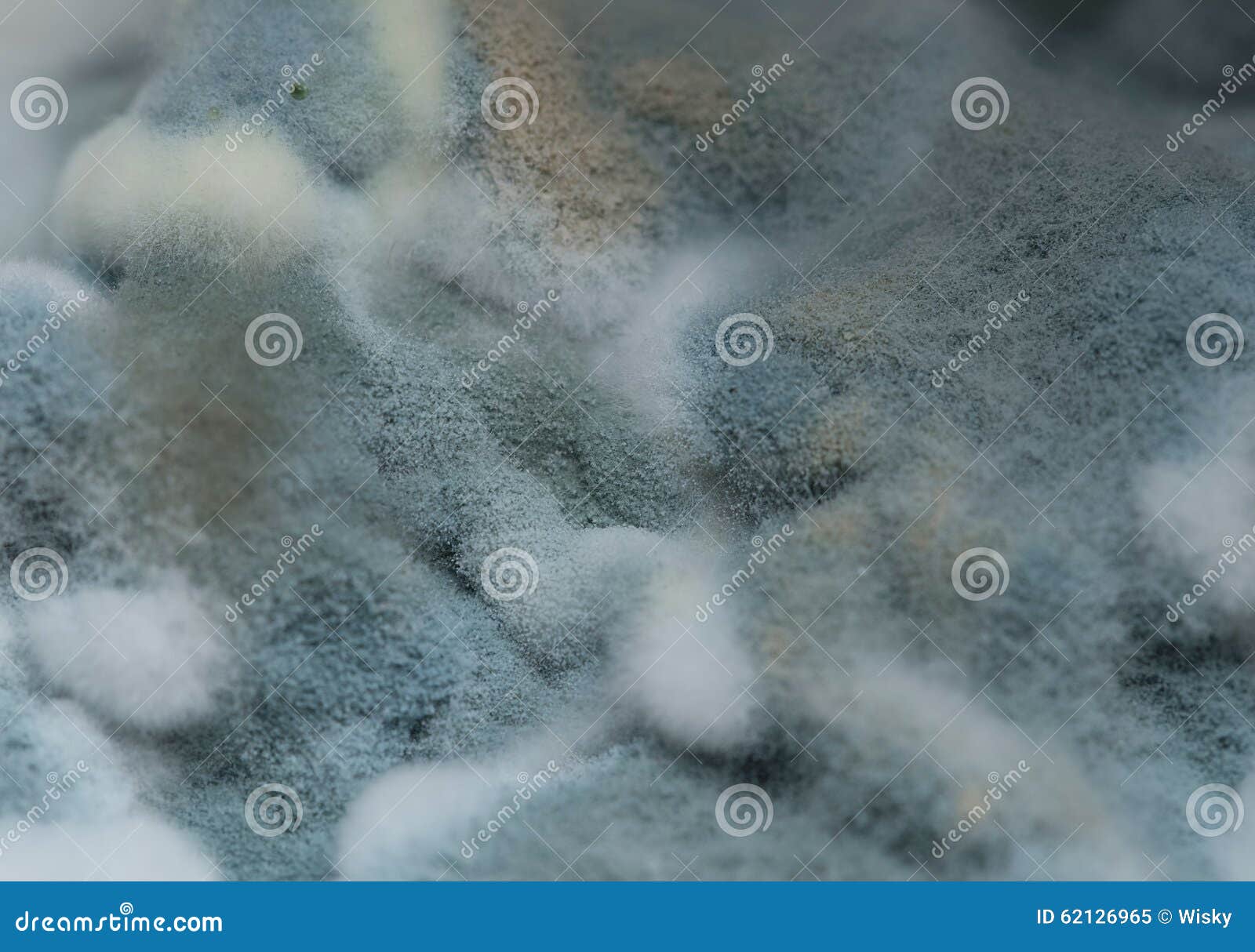 Texture of Blue Mold. Macro View Stock Image - Image of replication ...