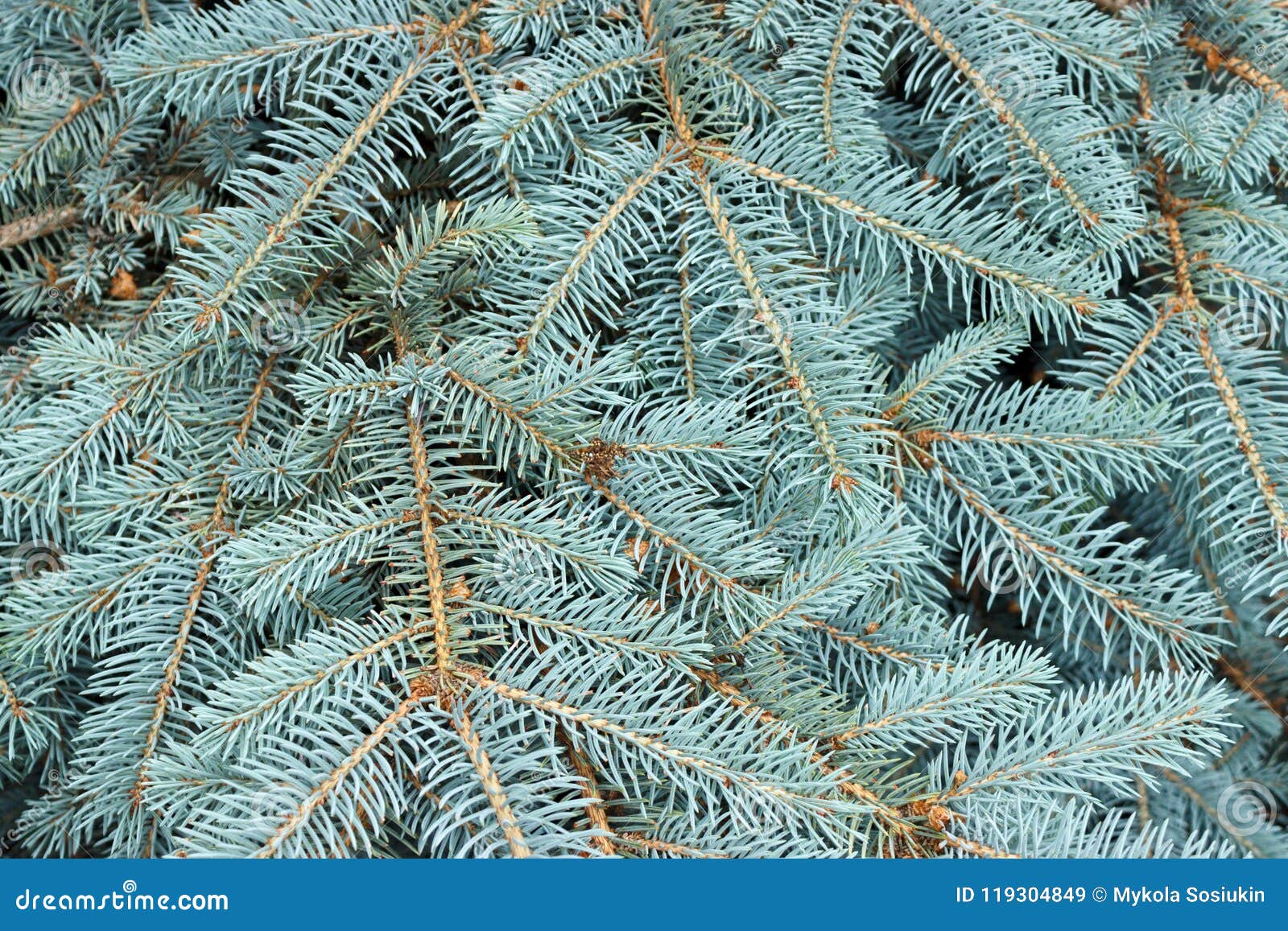 Blue Pine Wooden Wall Texture Use For Background Or Interior Wall Paper ...
