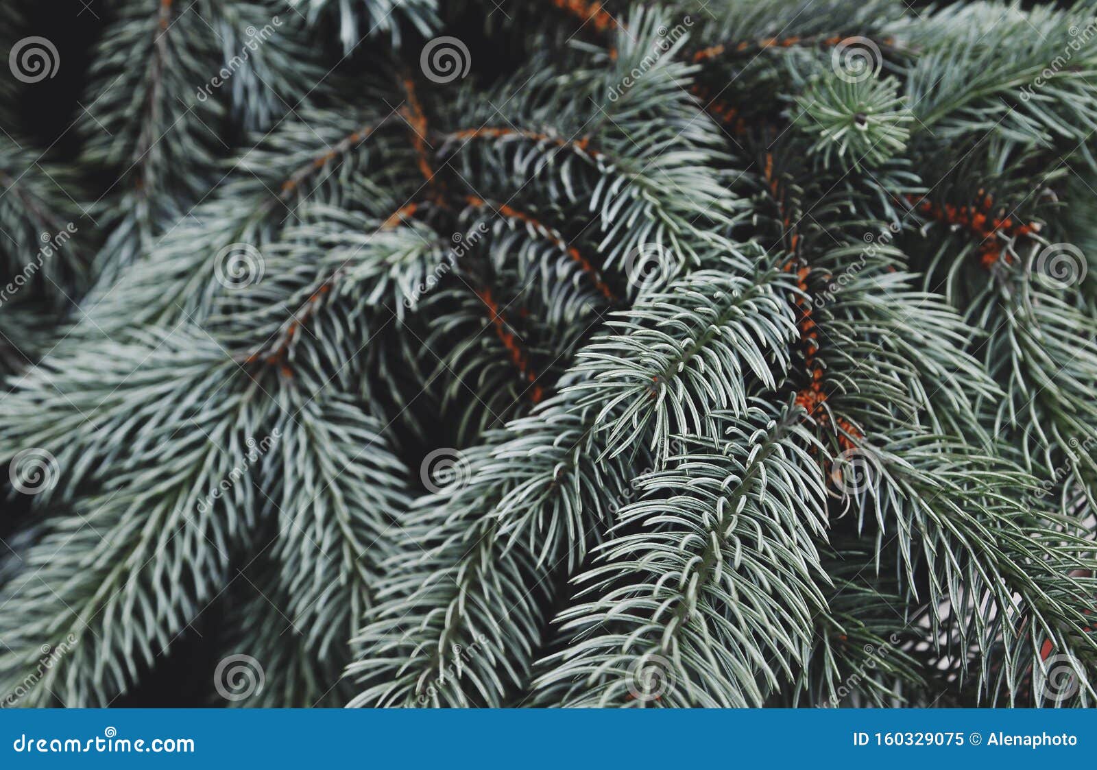 Texture of blue pine tree. stock image. Image of pine - 160329075