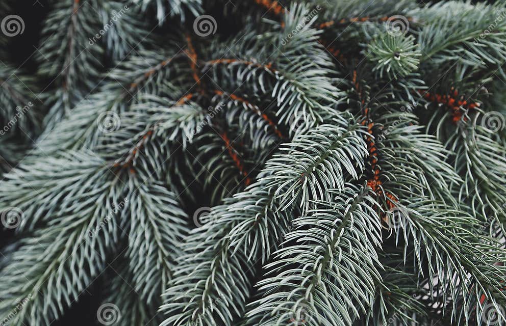 Texture of blue pine tree. stock image. Image of pine - 160329075