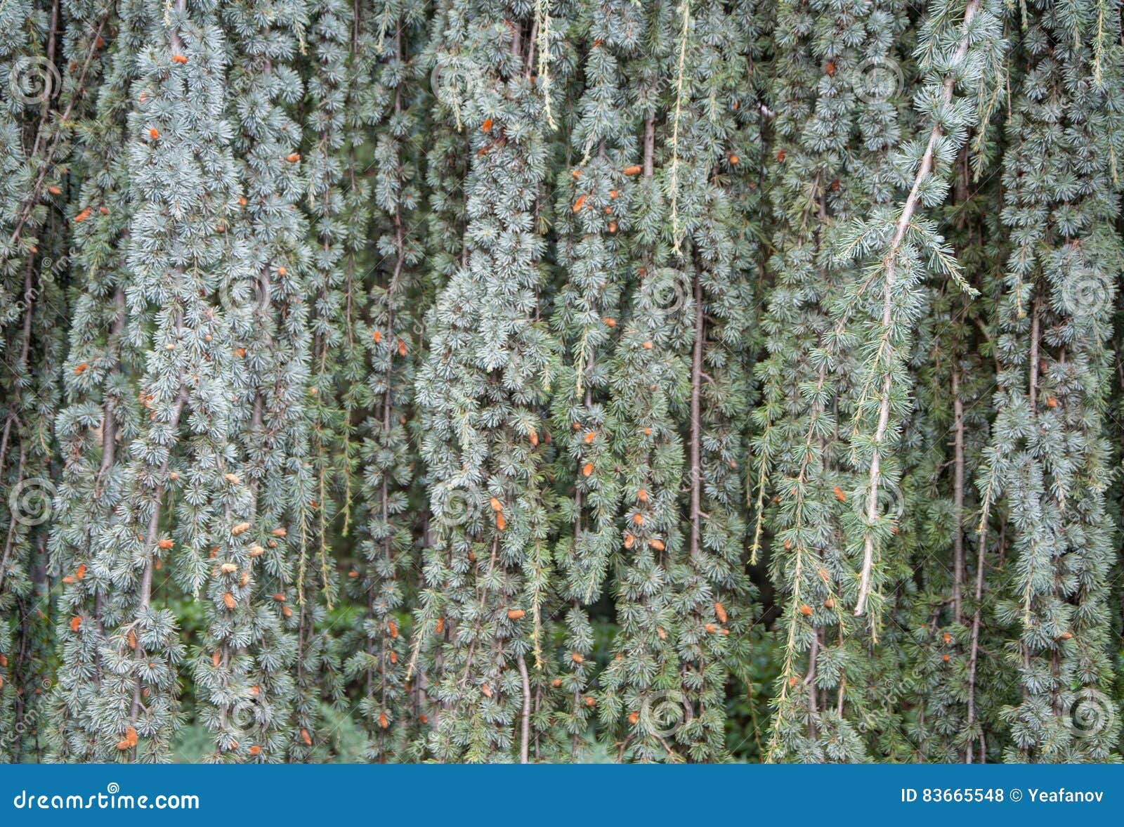 Texture of Blue Spruce with Drooping Branches Stock Photo - Image of ...