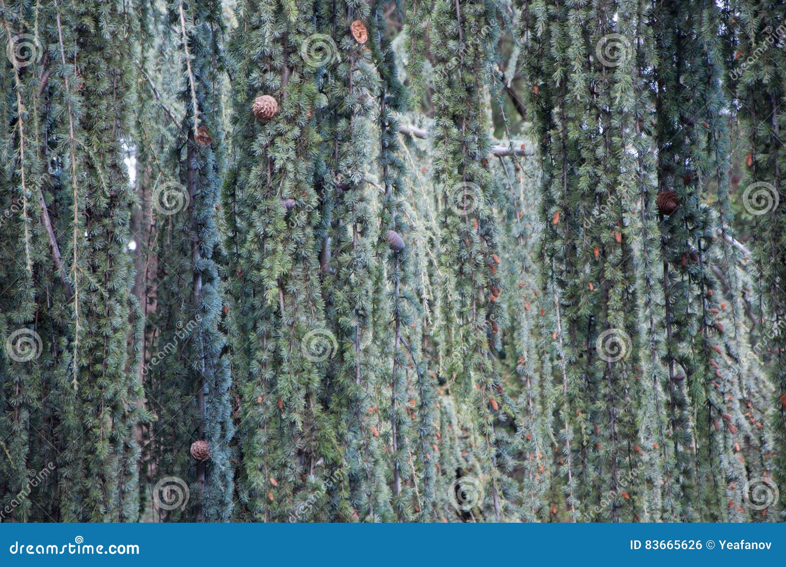Texture of Blue Spruce with Drooping Branches Stock Photo - Image of ...