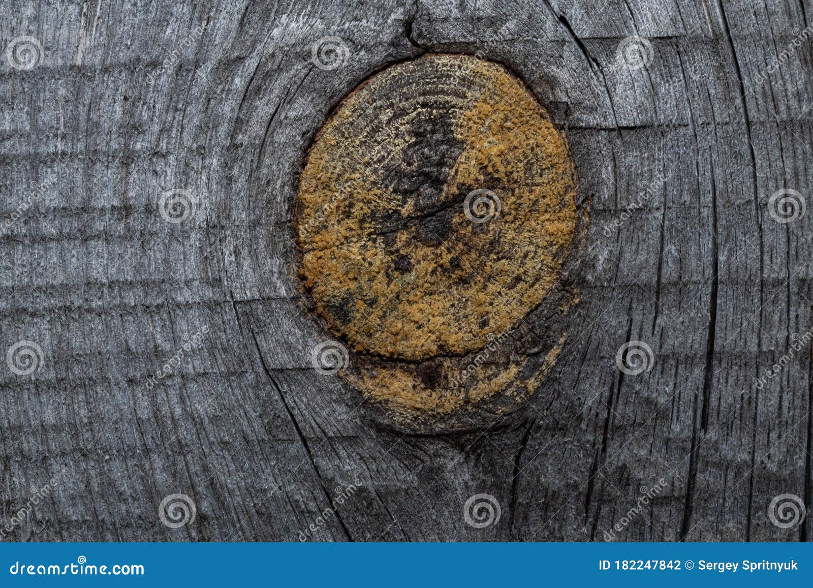 The Texture of the Board with the Release of Resin on the Knot Stock ...