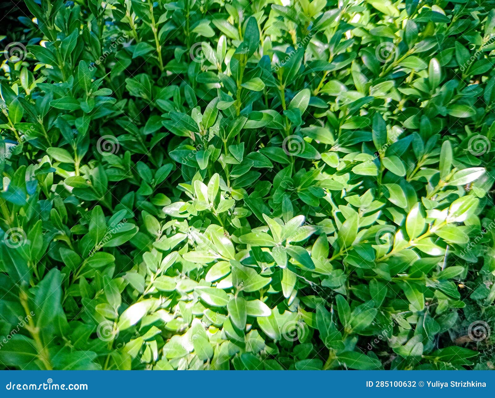 Boxwood Tree Texture Macro Close Up View Stock Photo - Image of garden ...