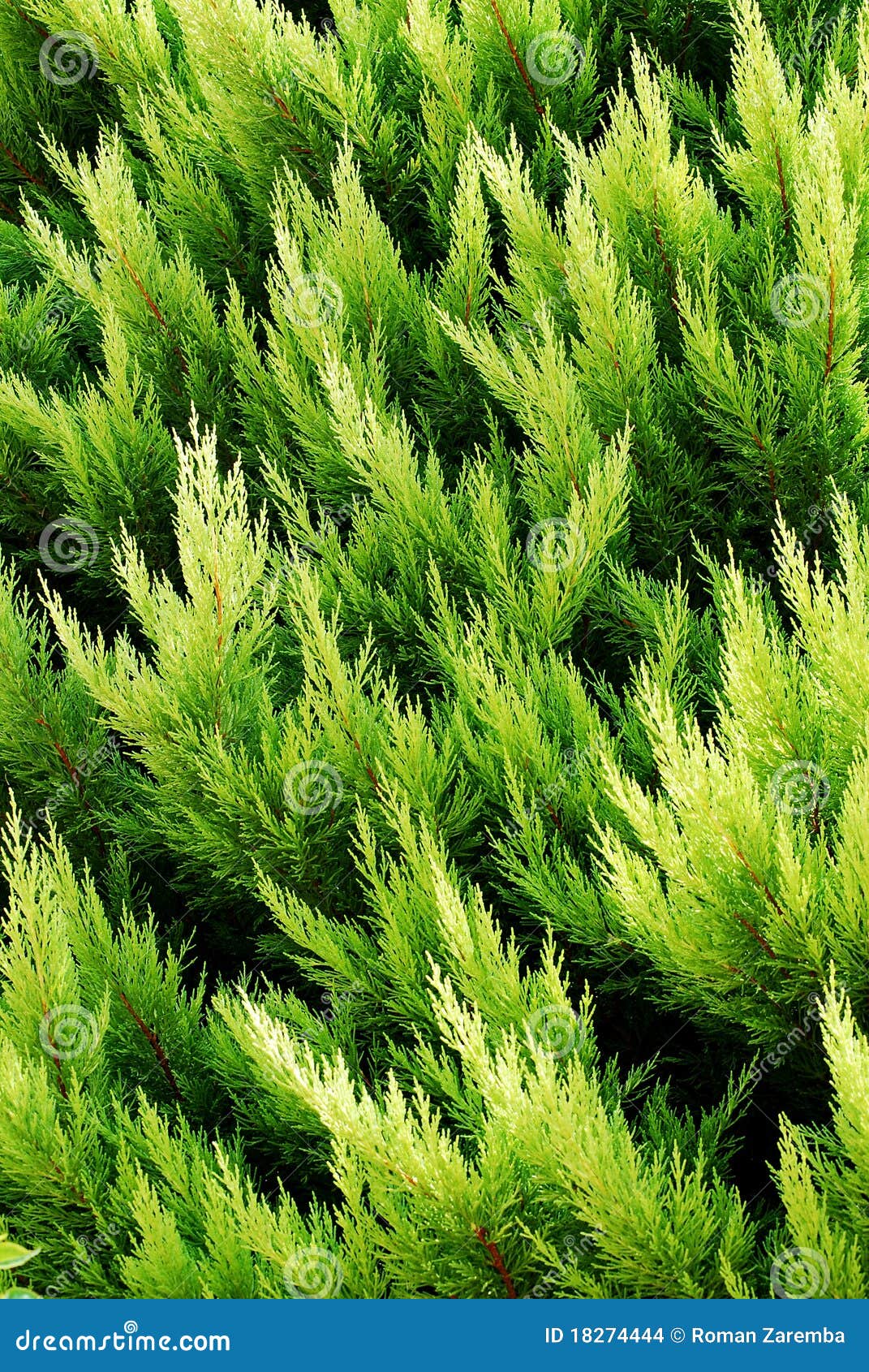 Texture of branches stock photo. Image of natural, tree - 18274444