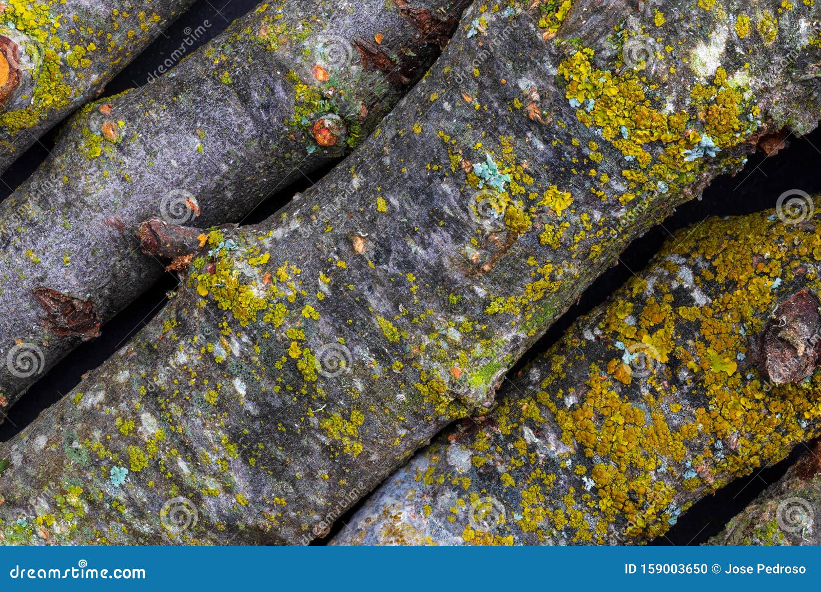 Texture Vegetal Fiber On Trunk Of Palm Royalty-Free Stock Photo ...
