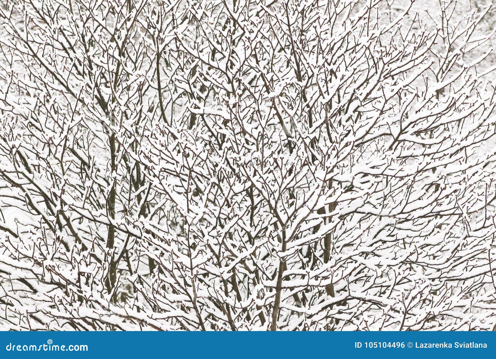 Snow-covered Branches Of Trees Stock Photo - Image of leaf, abstrac ...
