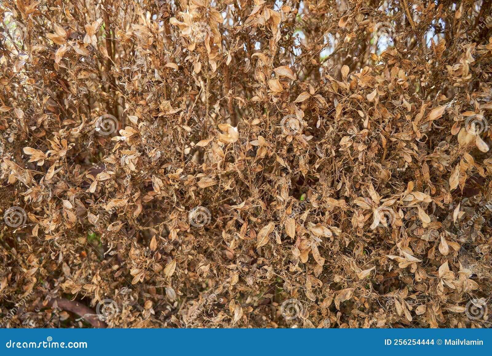 Texture from Branches of Dried Shrub during Drought Season Stock Photo ...