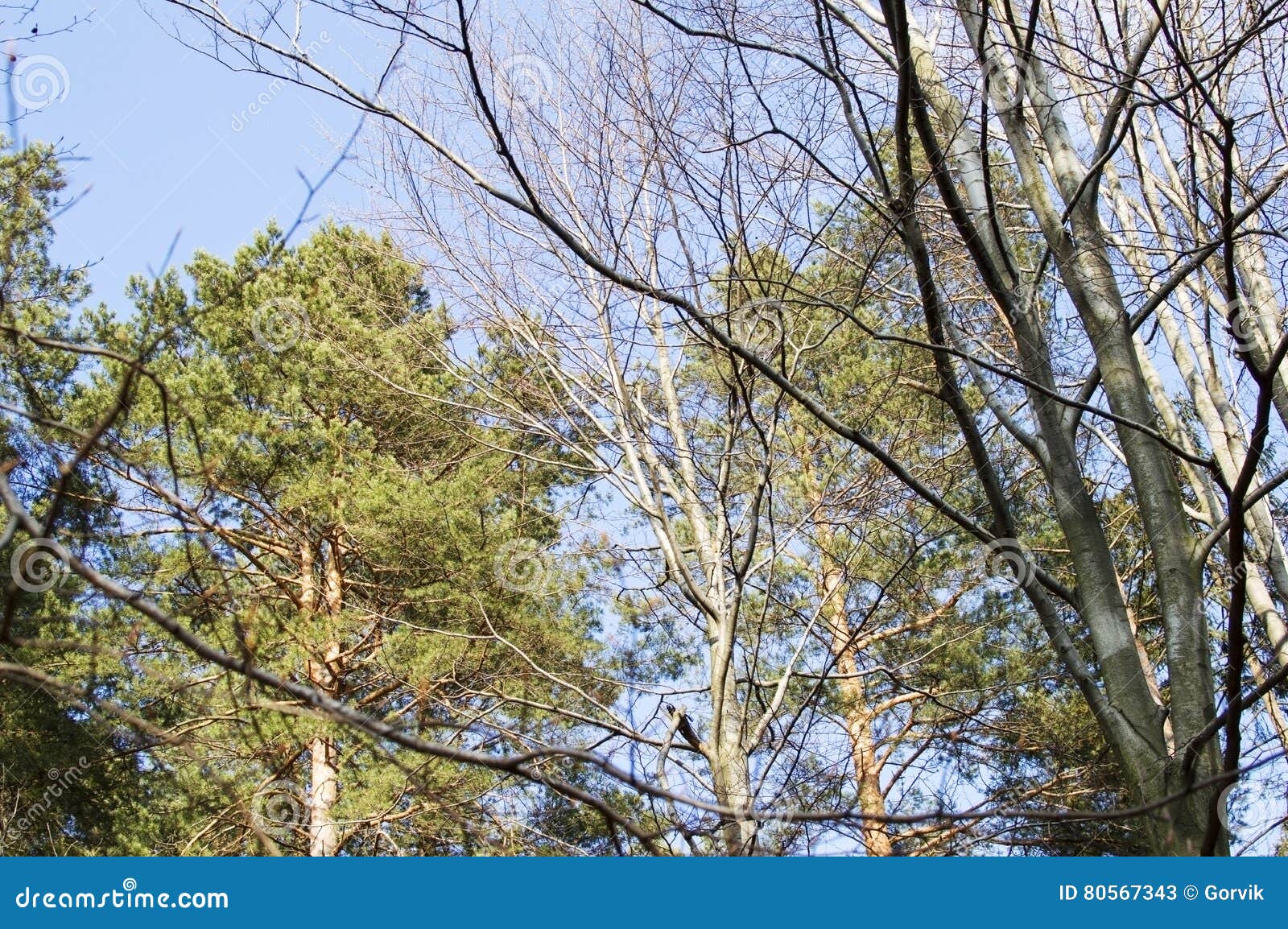Texture - Branches of Pine and Other Trees Stock Image - Image of ...
