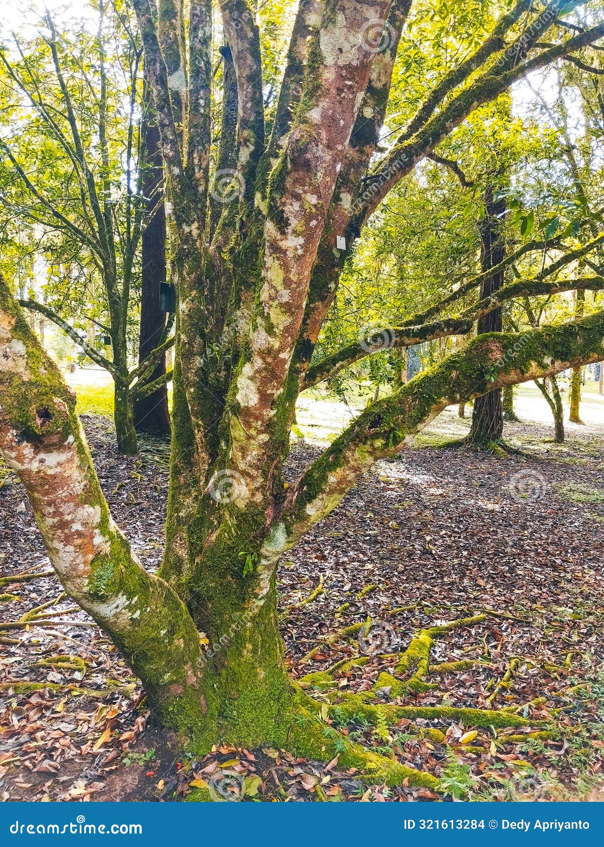 Texture of Branching Old Big Tree Roots Stock Photo - Image of pohon ...