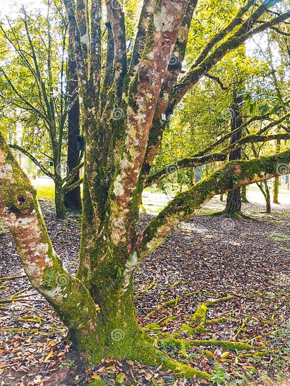 Texture of Branching Old Big Tree Roots Stock Photo - Image of pohon ...