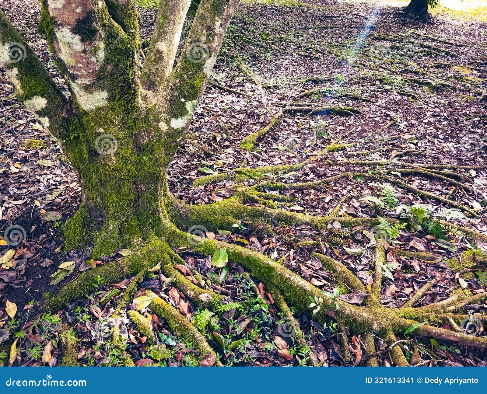 Texture of Branching Old Big Tree Roots Stock Image - Image of pohon ...