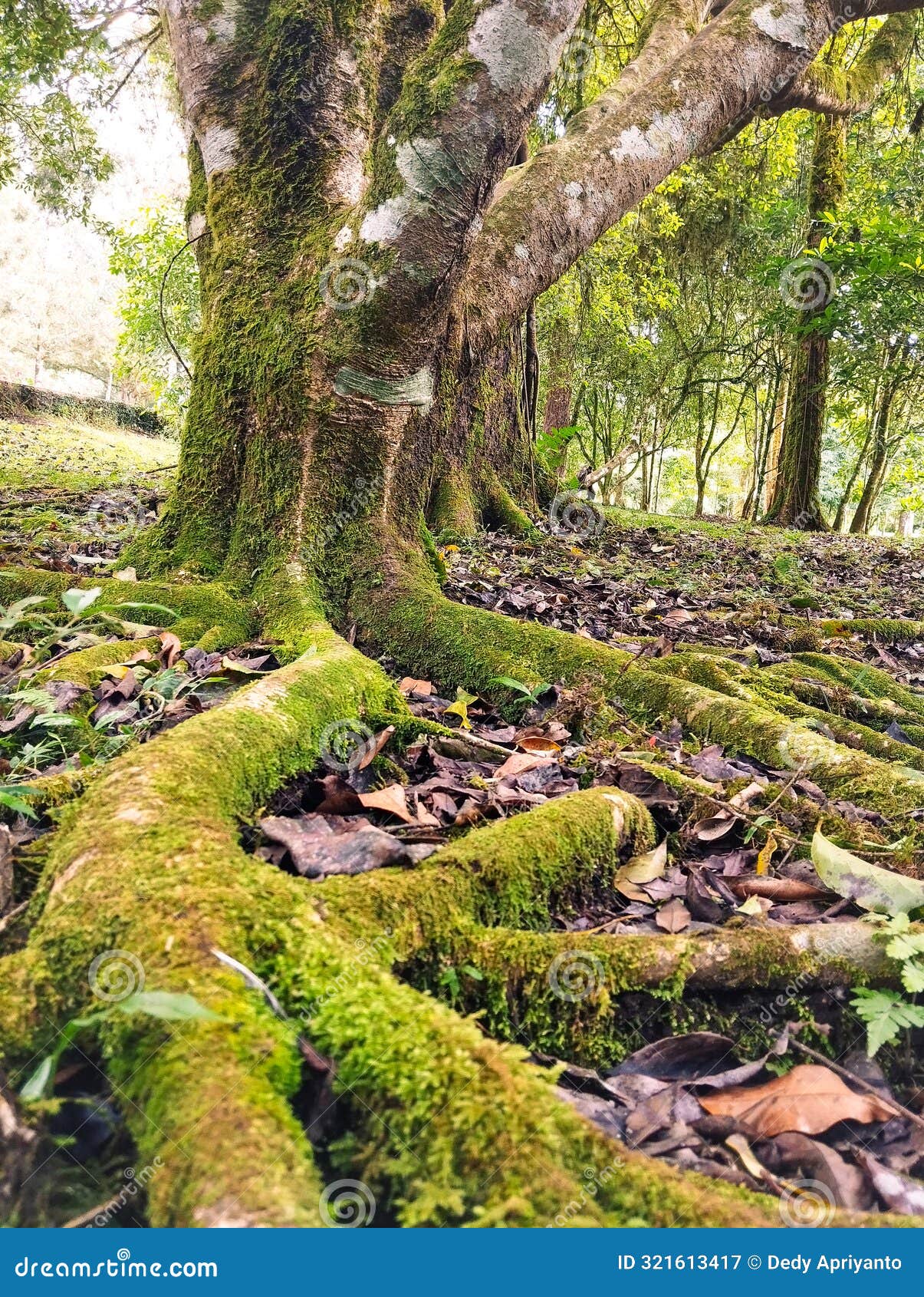 Texture of Branching Old Big Tree Roots Stock Image - Image of akar ...