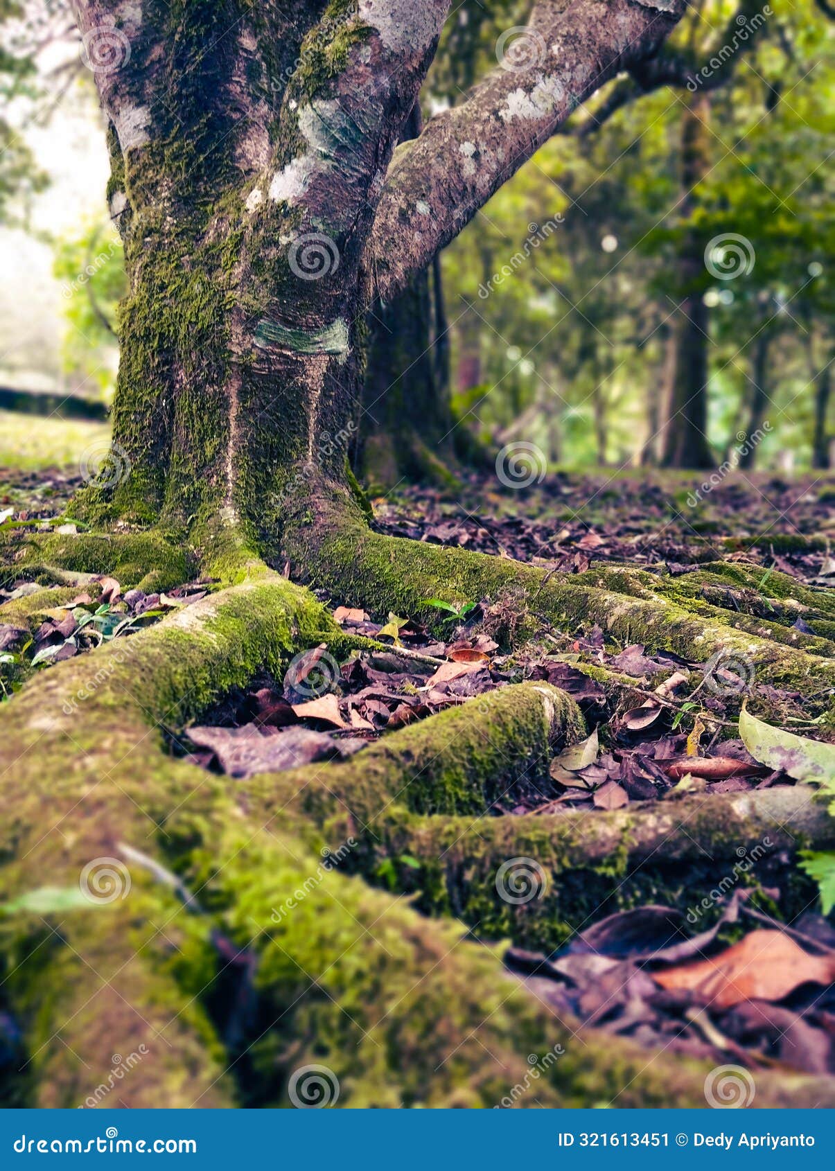 Texture of Branching Old Big Tree Roots Stock Image - Image of tree ...