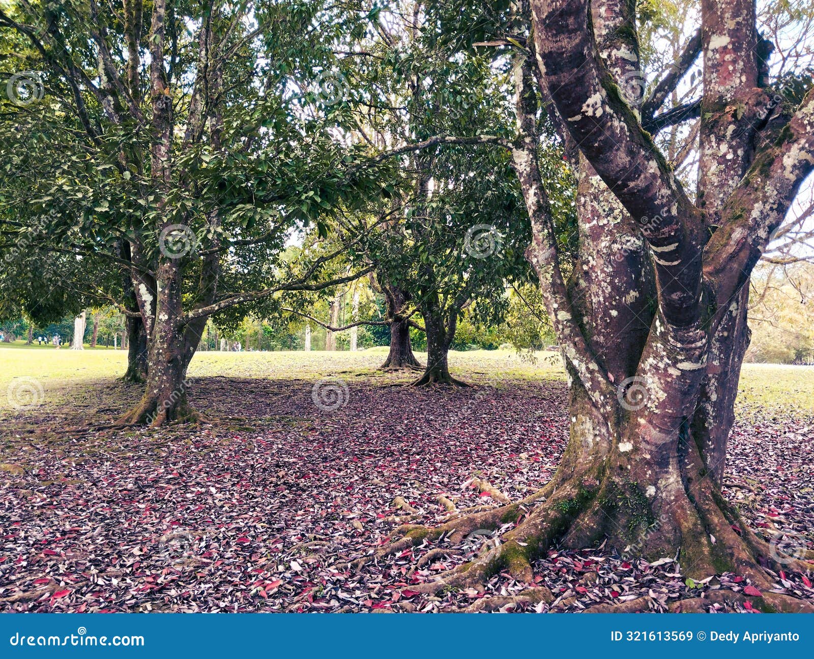 Texture of Branching Old Big Tree Roots Stock Image - Image of tree ...