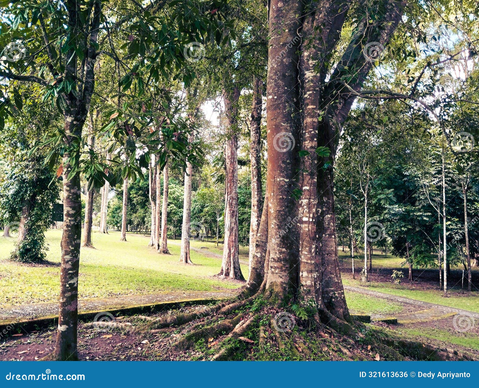 Texture of Branching Old Big Tree Roots Stock Photo - Image of texture ...